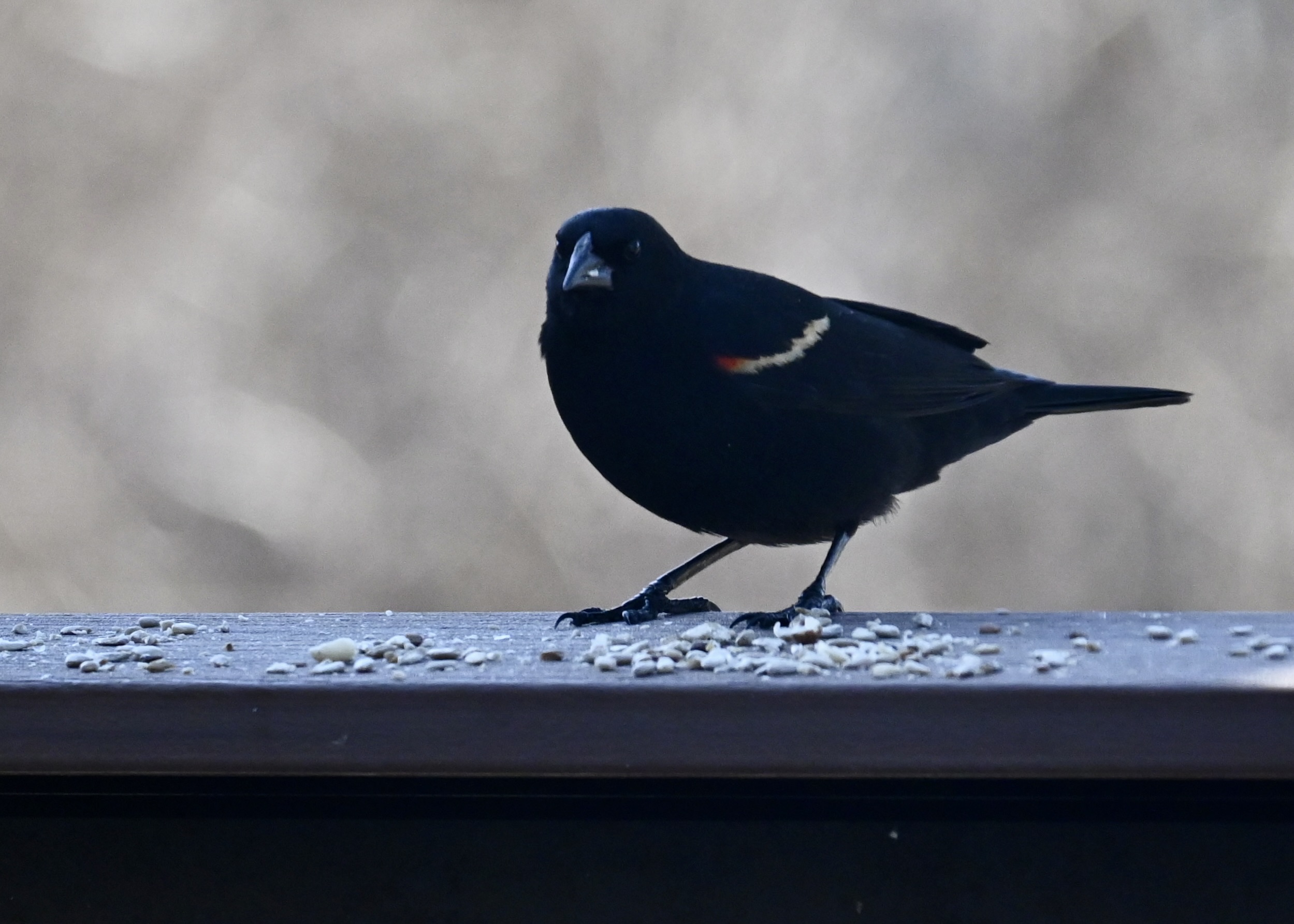 Red Letter Day – Galloping Through