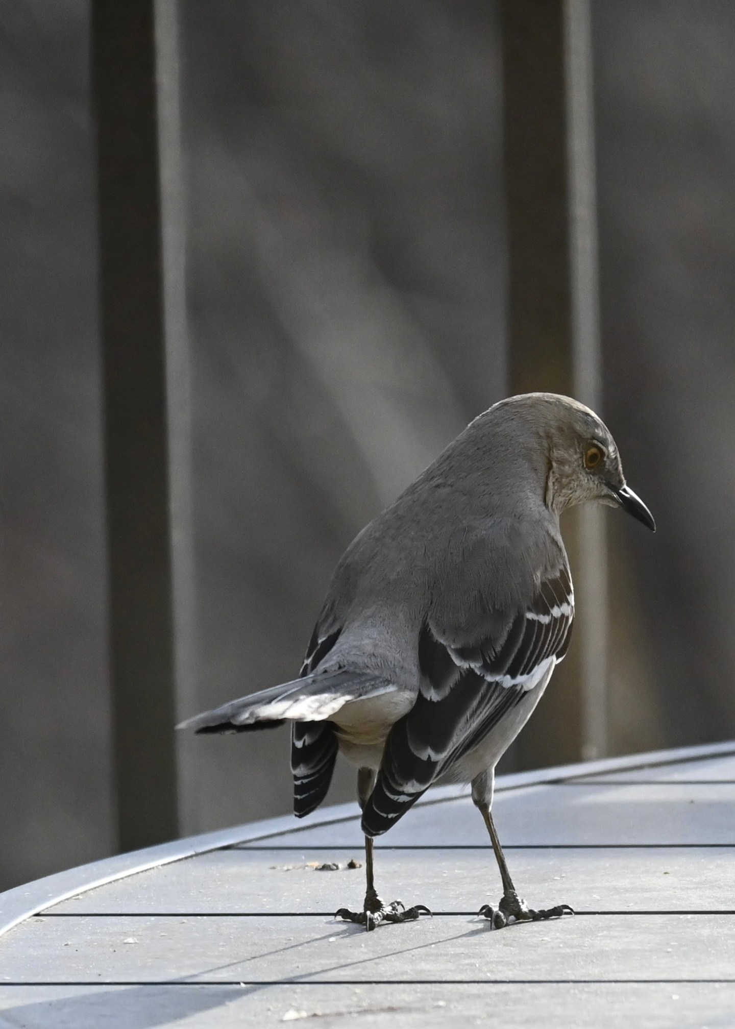 Bird Judgement – Galloping Through