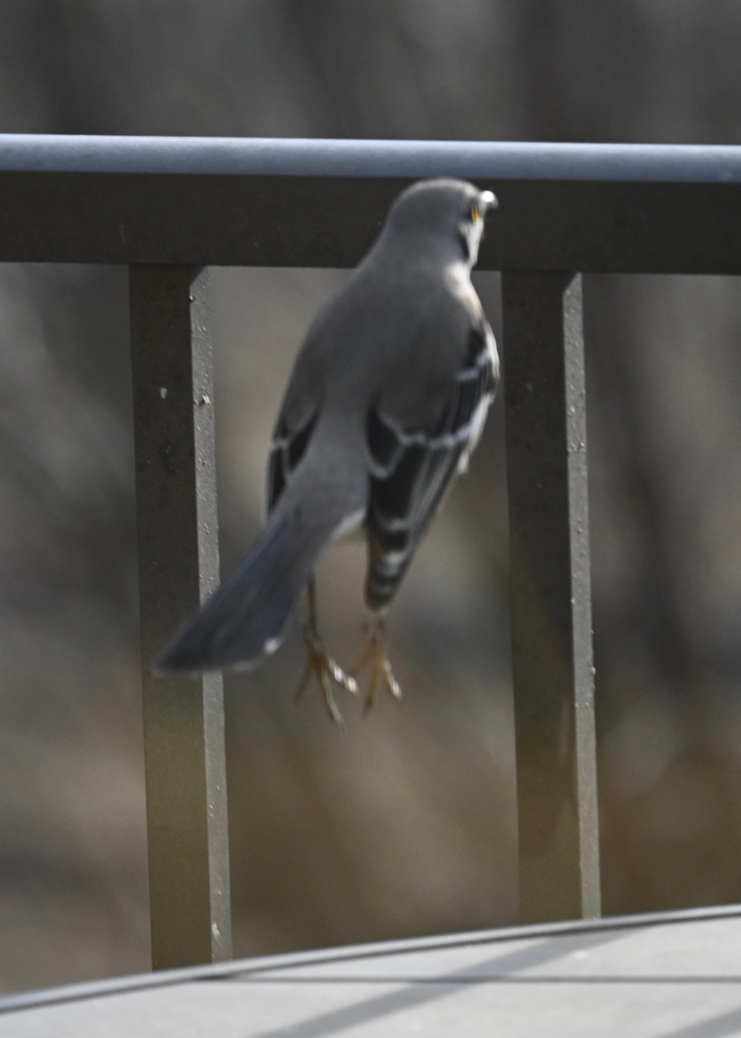 Bird Judgement – Galloping Through