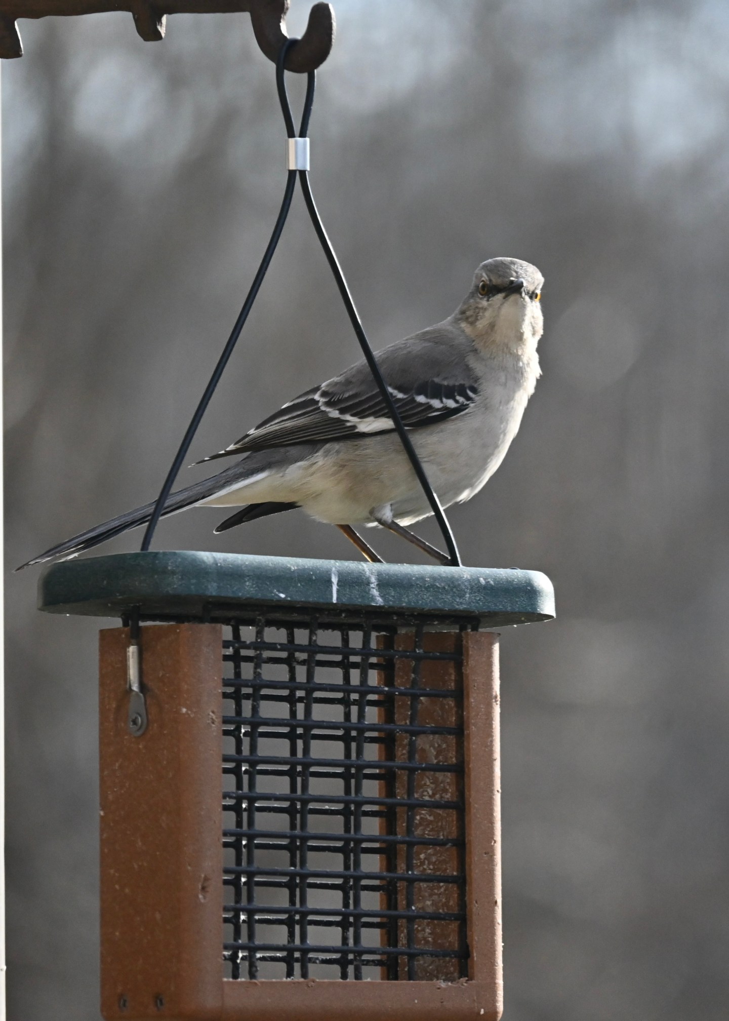 Bird Judgement – Galloping Through