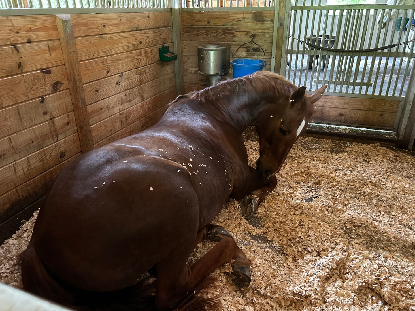 Memorial Day Weekend – May 23 – Galloping Through